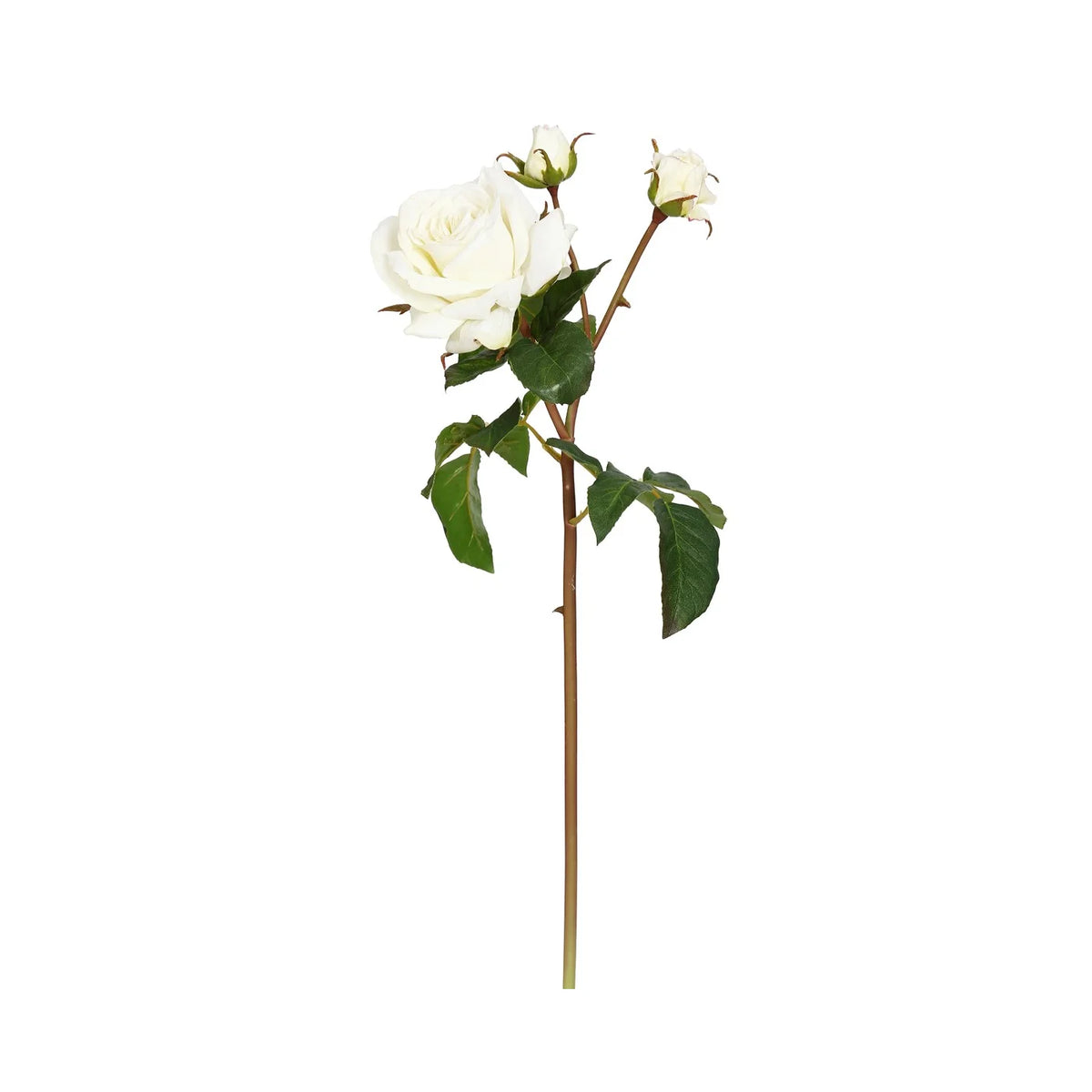 English Rose Tomora in White – Viburnum Home