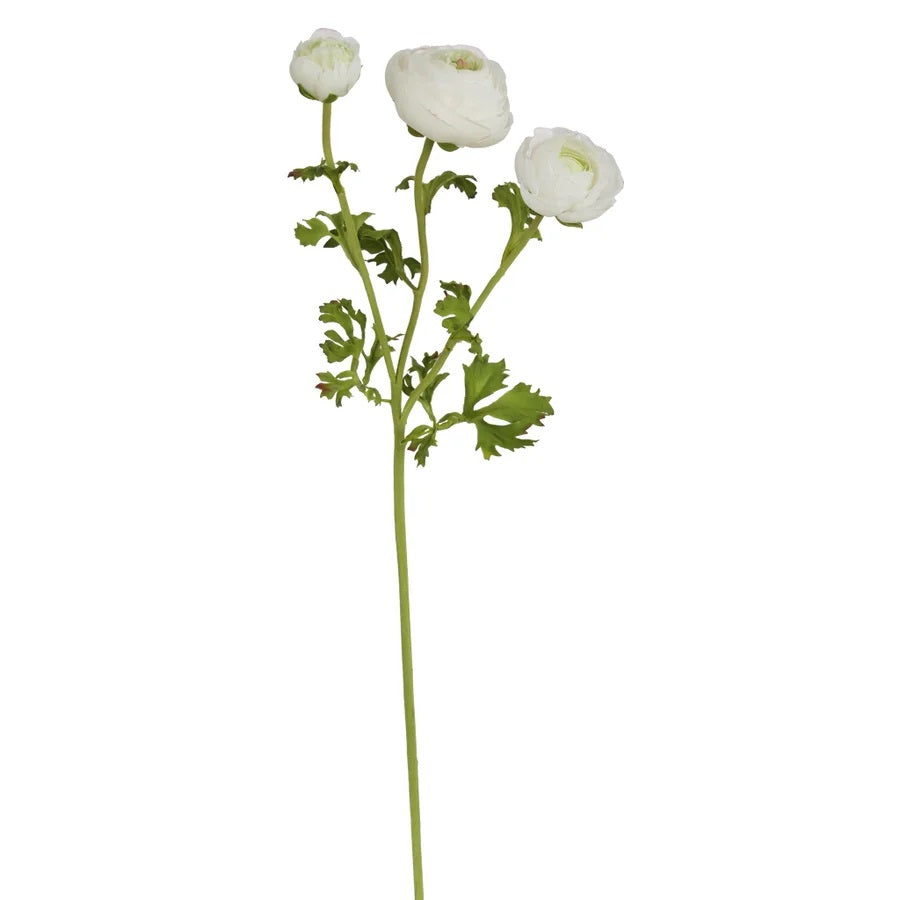 Ranunculus Stem in White – Viburnum Home