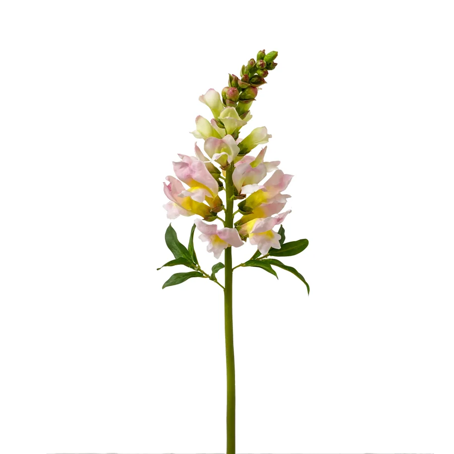 Snapdragon Stem in Light Pink – Viburnum Home
